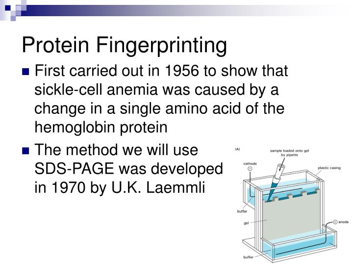 PPT - Protein Fingerprinting and Evolution PowerPoint Presentation - ID ...