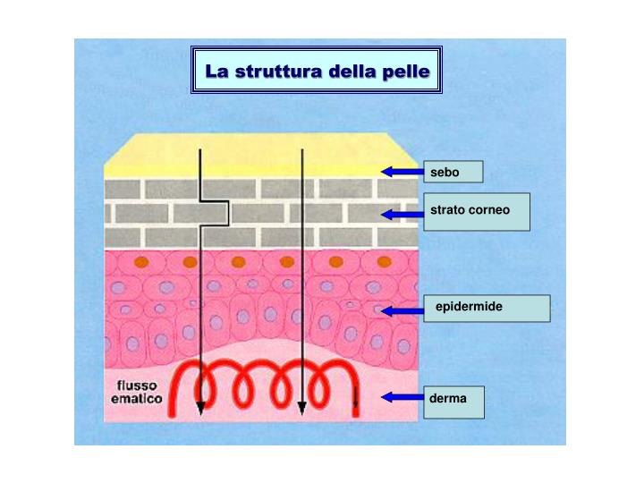 PPT - PELLE PowerPoint Presentation - ID:6460974