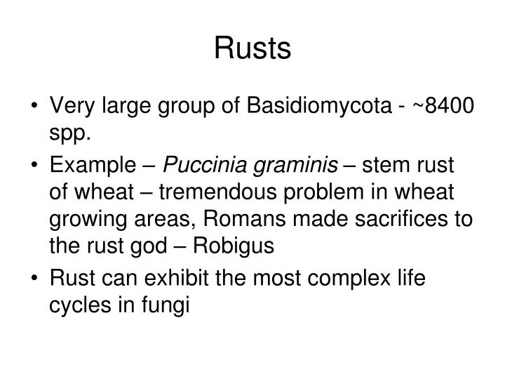 PPT - Basidiomycota PowerPoint Presentation - ID:6463913