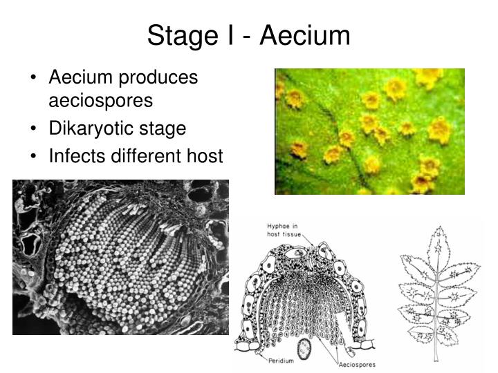 PPT - Basidiomycota PowerPoint Presentation - ID:6463913