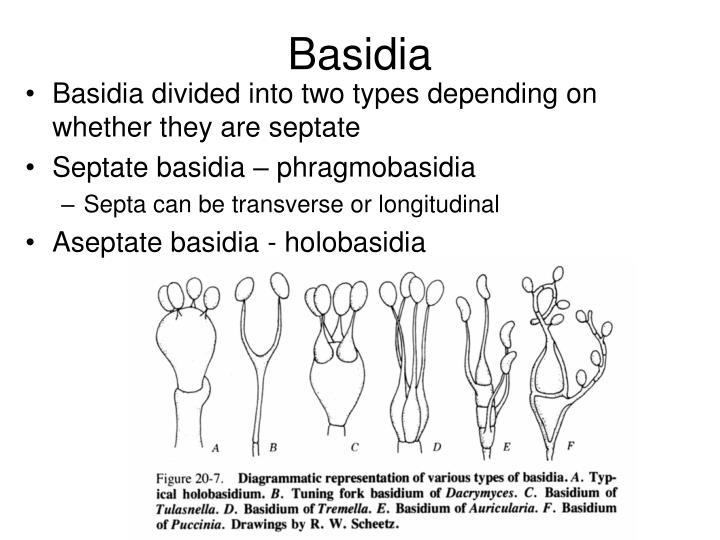 PPT - Basidiomycota PowerPoint Presentation - ID:6463926