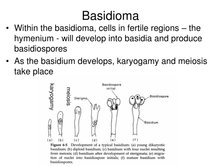 PPT - Basidiomycota PowerPoint Presentation - ID:6463926