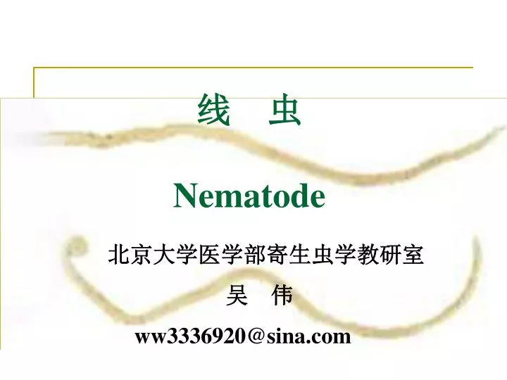 PPT - 线 虫 Nematode PowerPoint Presentation, free download - ID:6466610