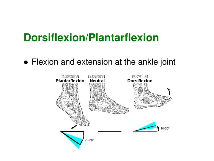 Flexion Extension Plantar Flexion Dorsiflexion