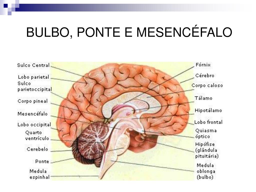 Ppt Sistema Nervoso Powerpoint Presentation Free Download Id 6467803