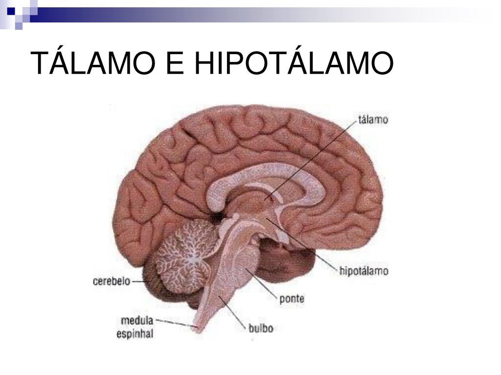 Ppt Sistema Nervoso Powerpoint Presentation Free Download Id 6467803