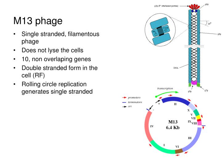 PPT - RECOMBINANT DNA TECHNIQUES and PROTEIN ENGINEERING PowerPoint ...