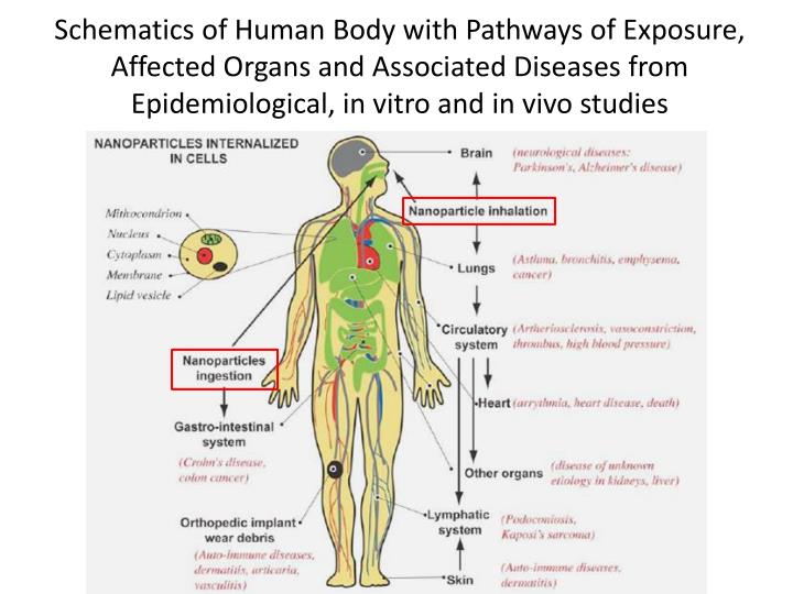 PPT - Nanotechnology Risks PowerPoint Presentation - ID:6472171