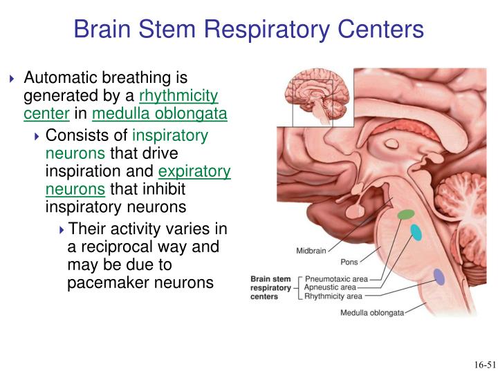 PPT - Respiratory Physiology PowerPoint Presentation - ID:6473151