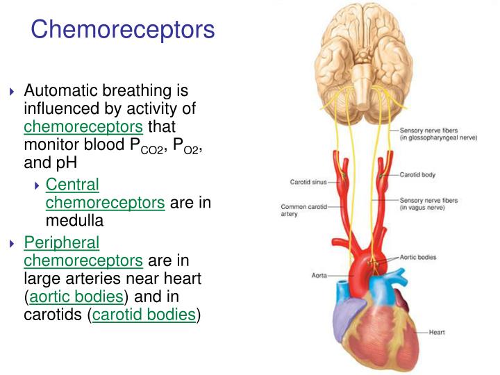 PPT - Respiratory Physiology PowerPoint Presentation - ID:6473151