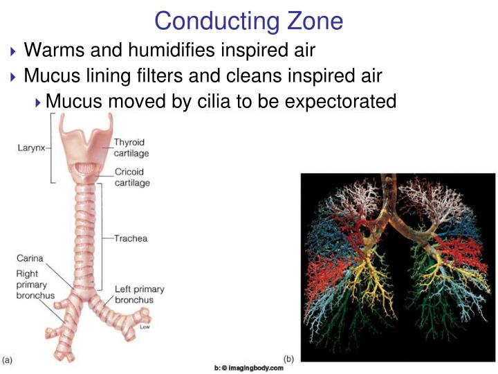 PPT - Respiratory Physiology PowerPoint Presentation - ID:6473151