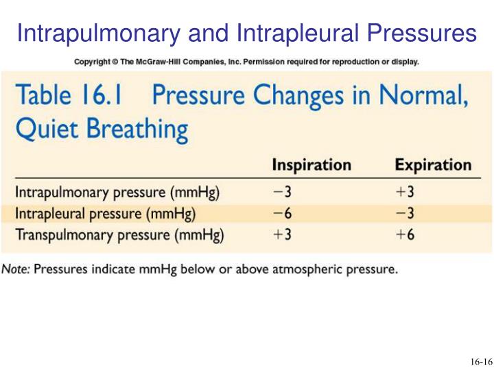 PPT - Respiratory Physiology PowerPoint Presentation - ID:6473151
