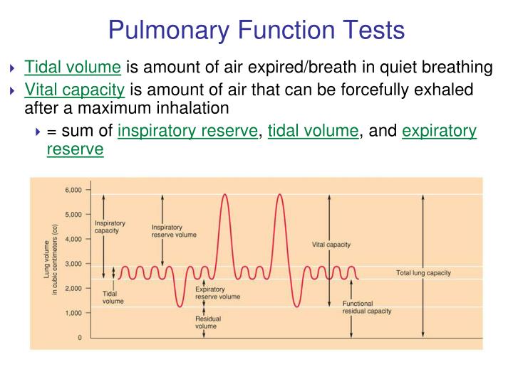 PPT - Respiratory Physiology PowerPoint Presentation - ID:6473151