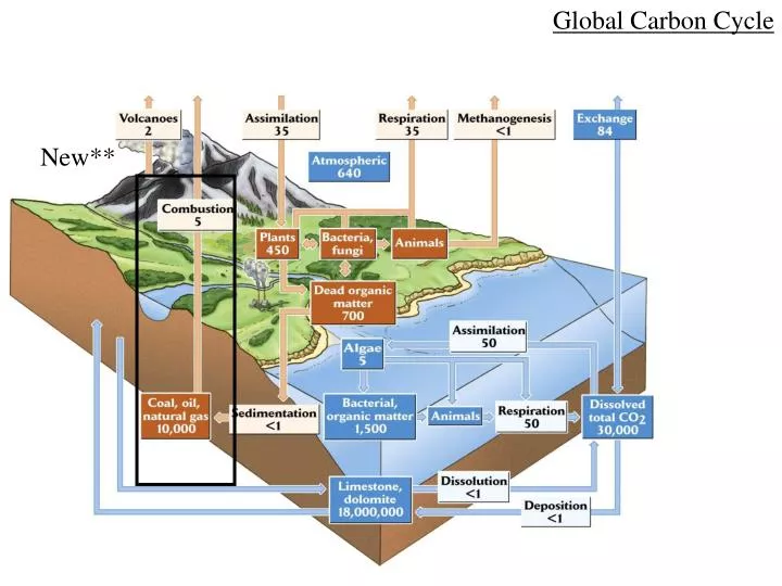 PPT - Global Carbon Cycle PowerPoint Presentation, free download - ID ...