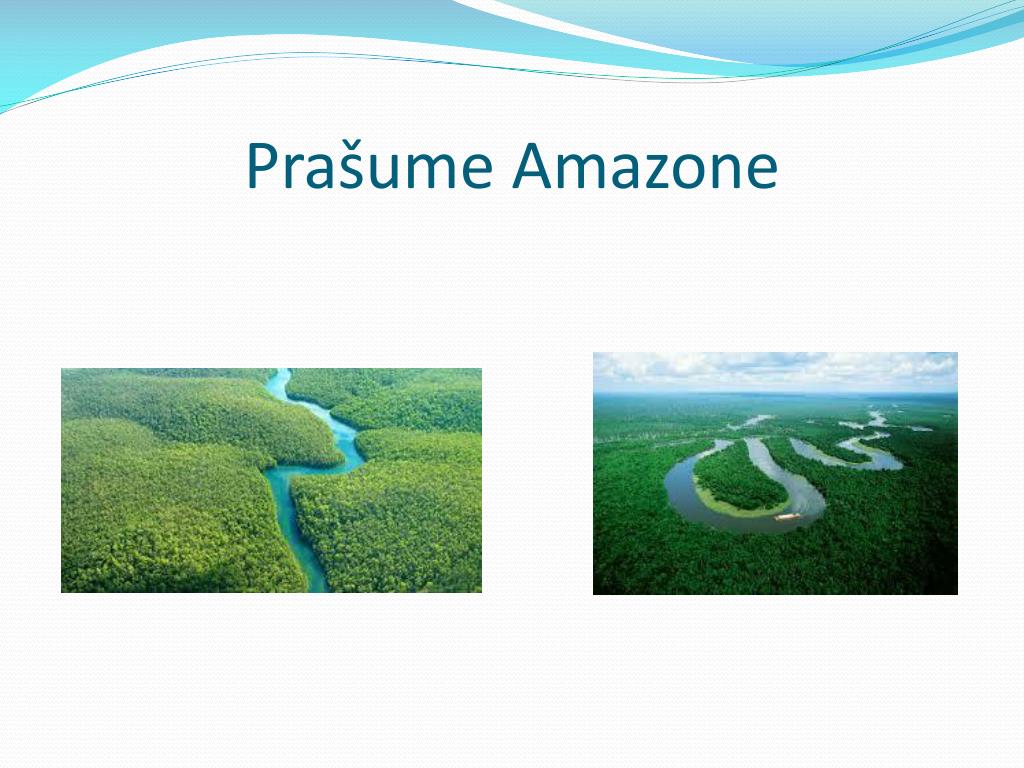 PPT - Najpoznatije životinje prašume PowerPoint Presentation, free ...