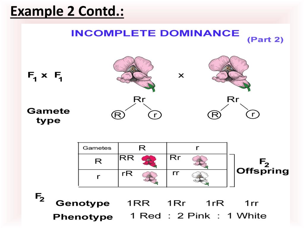 Ppt Chpt 17 Genetic Crosses Powerpoint Presentation Free Download