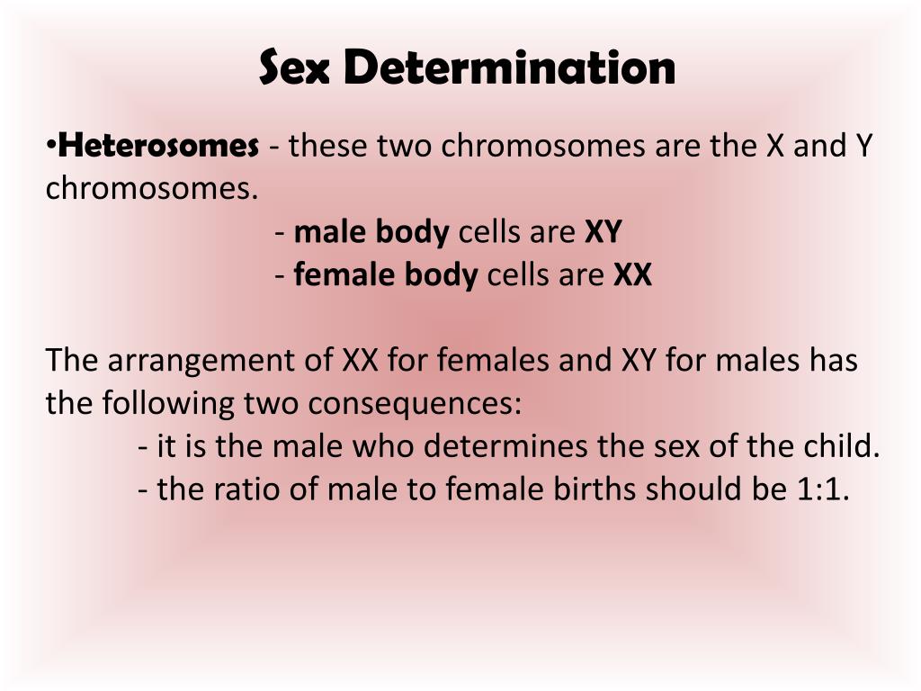 Ppt Chpt 17 Genetic Crosses Powerpoint Presentation Free Download