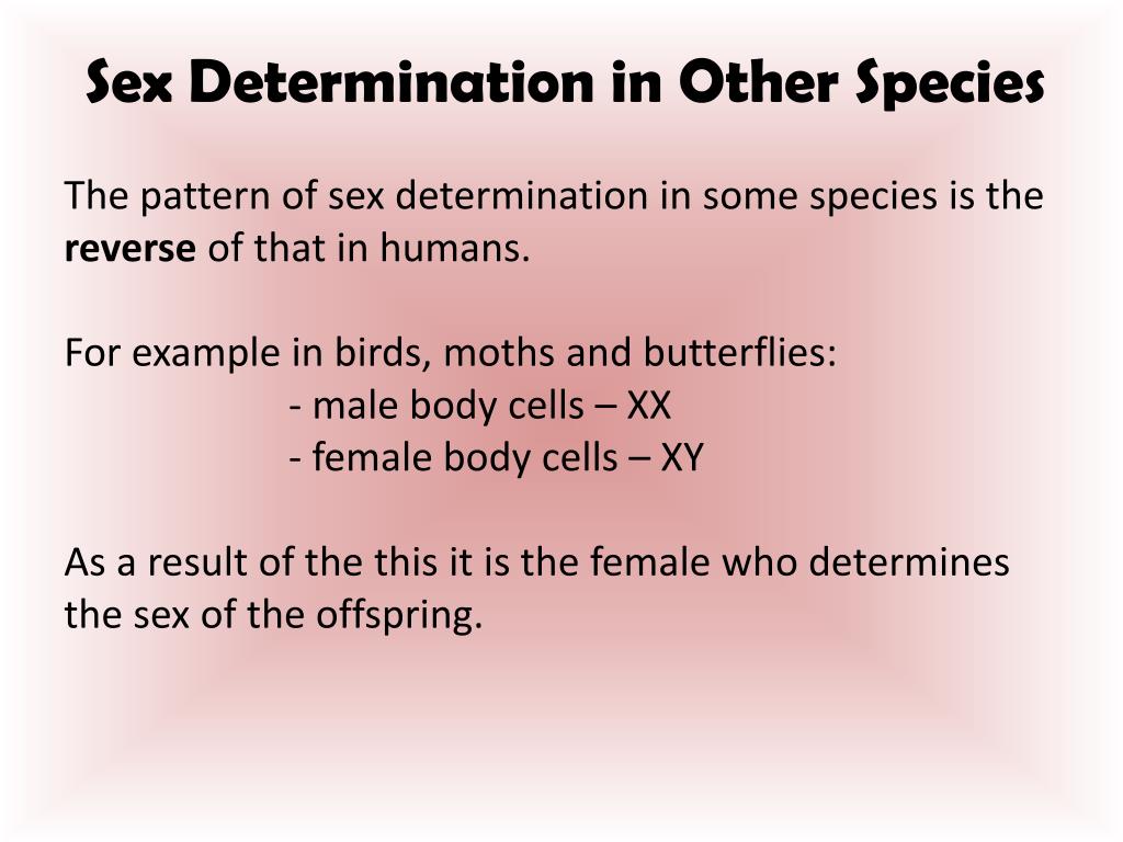 Ppt Chpt 17 Genetic Crosses Powerpoint Presentation Free Download