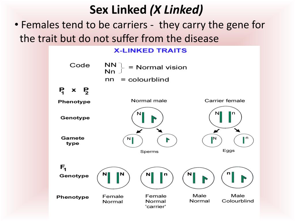 Ppt Chpt 17 Genetic Crosses Powerpoint Presentation Free Download