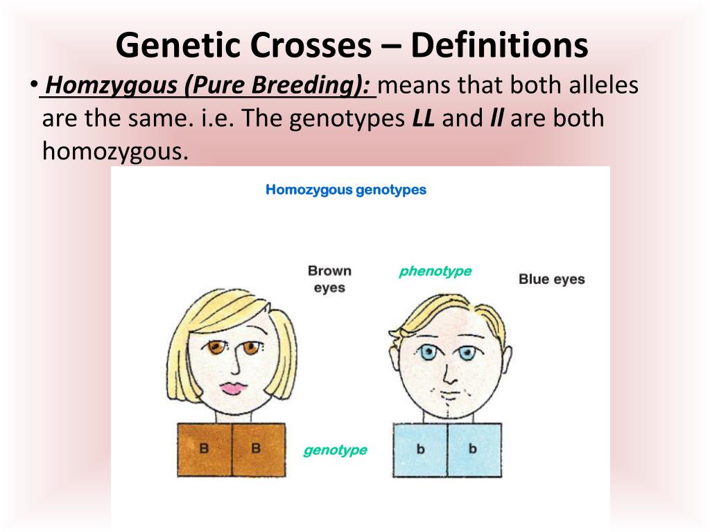 Ppt Chpt 17 Genetic Crosses Powerpoint Presentation Free Download