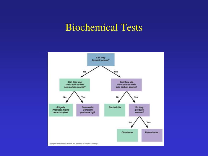 PPT - Classification of Bacteria PowerPoint Presentation - ID:6490953