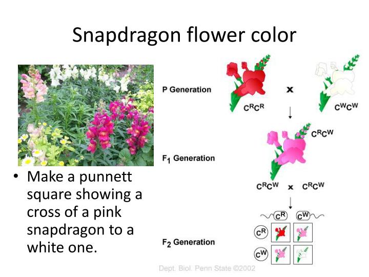 PPT - Punnett square – 1 gene PowerPoint Presentation - ID:6493442