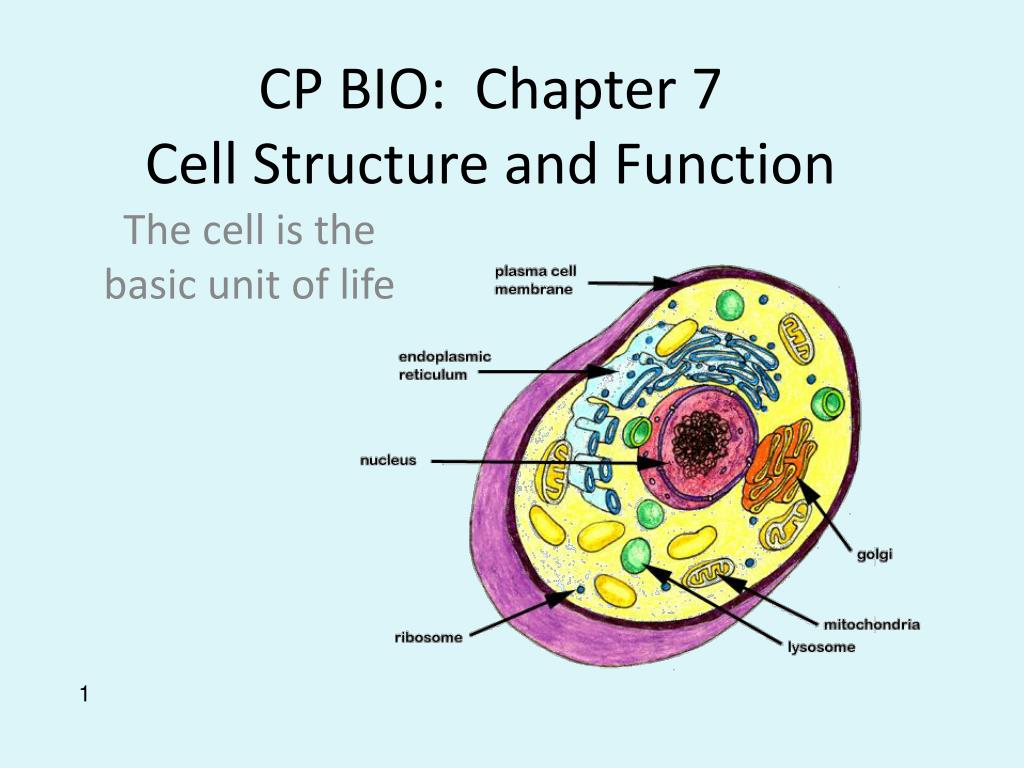 Animal Cell Structure And Function Ppt 04 Lecture Ppt Maybe You