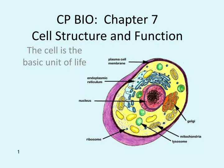 PPT CP BIO Chapter 7 Cell Structure And Function PowerPoint 