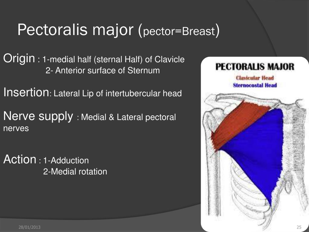 Ppt Anatomy Powerpoint Presentation Free Download Id 6495939