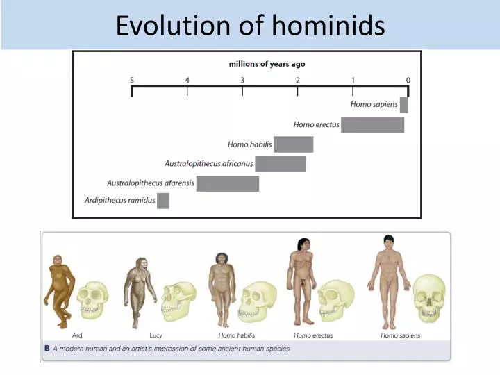 Ppt Evolution Of Hominids Powerpoint Presentation Free Download Id