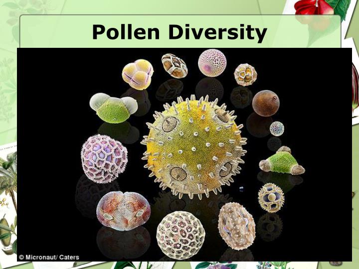 PPT - Forensic Palynology PowerPoint Presentation - ID:6496517