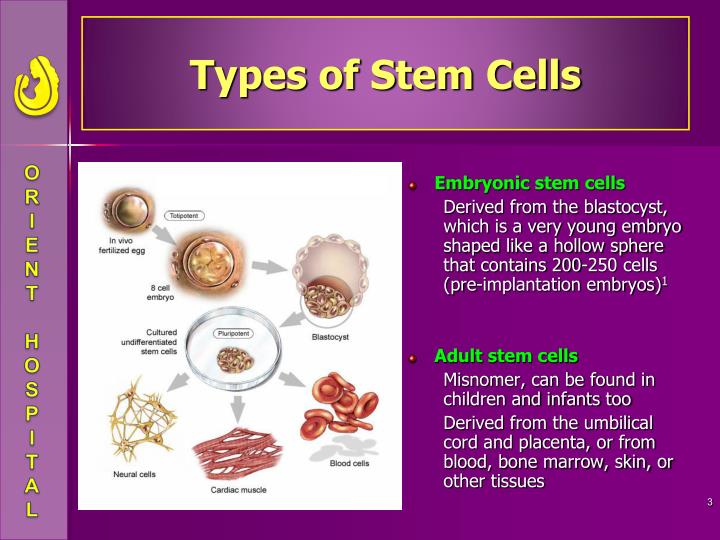 PPT - Cord Blood Stem Cells PowerPoint Presentation - ID:6497023