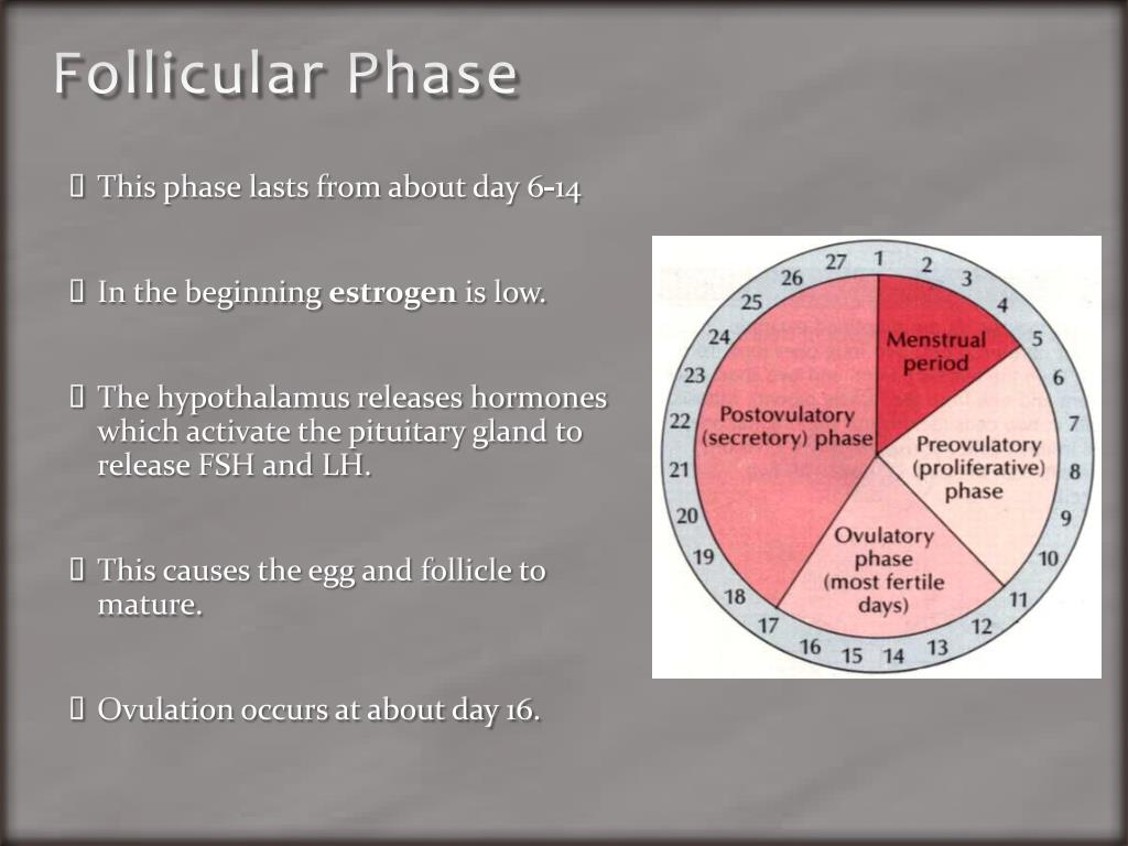 PPT - Male & Female Reproductive System PowerPoint Presentation - ID ...