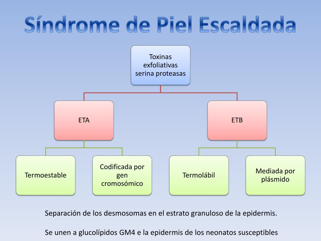 PPT - Síndrome de la Piel Escaldada Estafilocócica PowerPoint ...