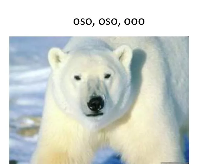 PPT - o so , oso , ooo PowerPoint Presentation, free download - ID:6508742