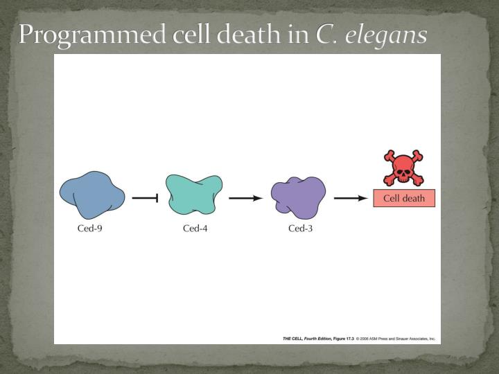 PPT - Cell Death and Renewal PowerPoint Presentation - ID:6510857