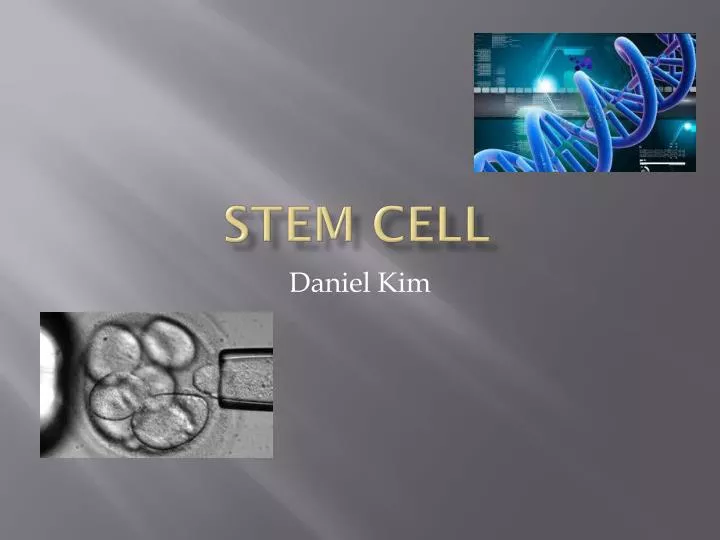 PPT - Stem cell PowerPoint Presentation, free download - ID:6515372
