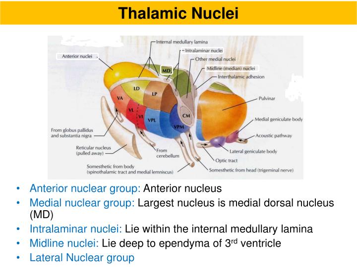 PPT - T HALAMUS PowerPoint Presentation - ID:6515913