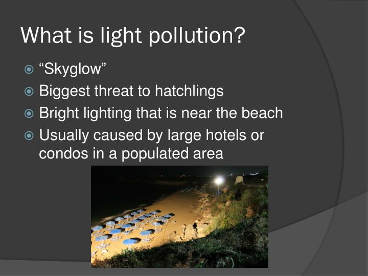 PPT - Light Pollution effect on green sea turtles PowerPoint ...