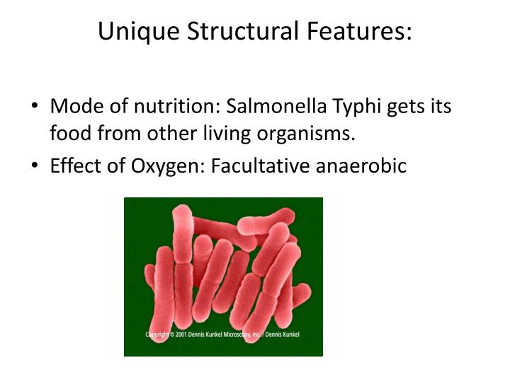PPT - Salmonella Typhi PowerPoint Presentation - ID:6516571