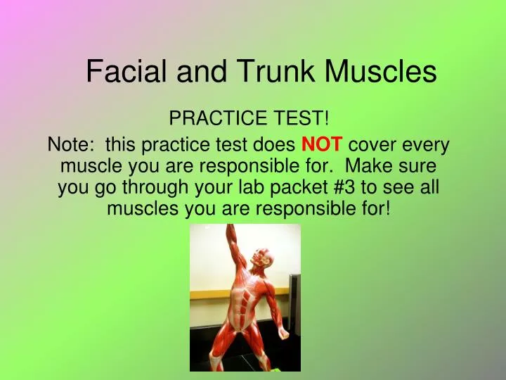 PPT - Facial and Trunk Muscles PowerPoint Presentation, free download ...