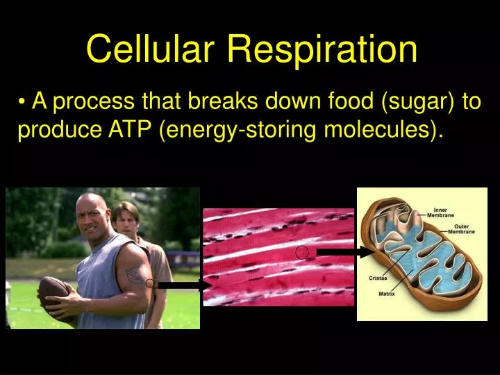 Cellular Respiration Powerpoint – Jethro Jeff Cellular Respiration Powerpoint – Jethro Jeff