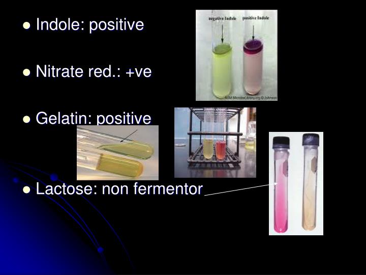 PPT - Pasteurella multocida PowerPoint Presentation - ID:6519513