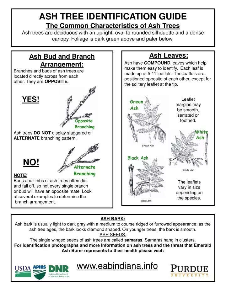 PPT - Ash Bud and Branch Arrangement: Branches and buds of ash trees ...