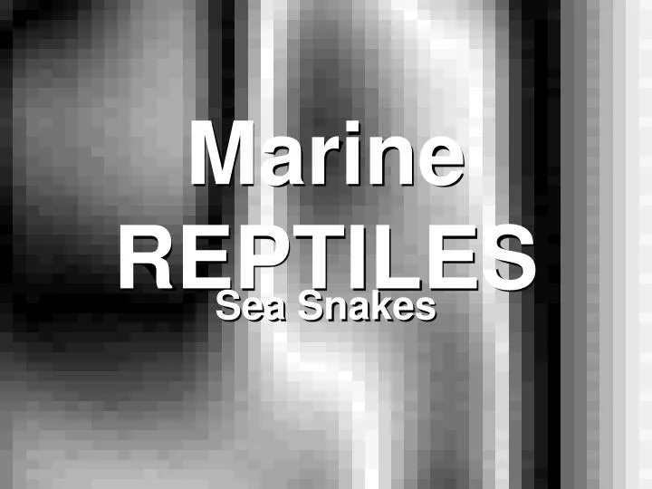 PPT - Marine REPTILES PowerPoint Presentation, free download - ID:6520094