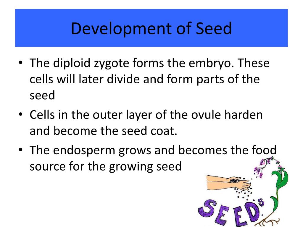 PPT - Sexual Reproduction in Plants PowerPoint Presentation, free ...