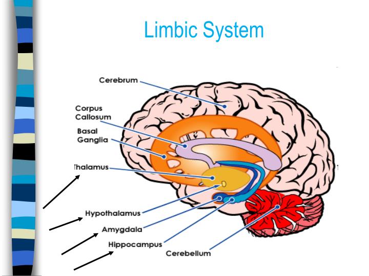 PPT - Physiology of Emotions II PowerPoint Presentation - ID:6520627