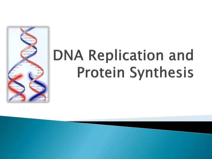 PPT - DNA Replication and Protein Synthesis PowerPoint Presentation ...