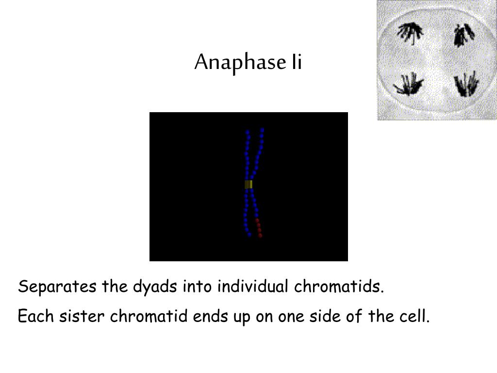 PPT - Meiosis PowerPoint Presentation, free download - ID:6520818