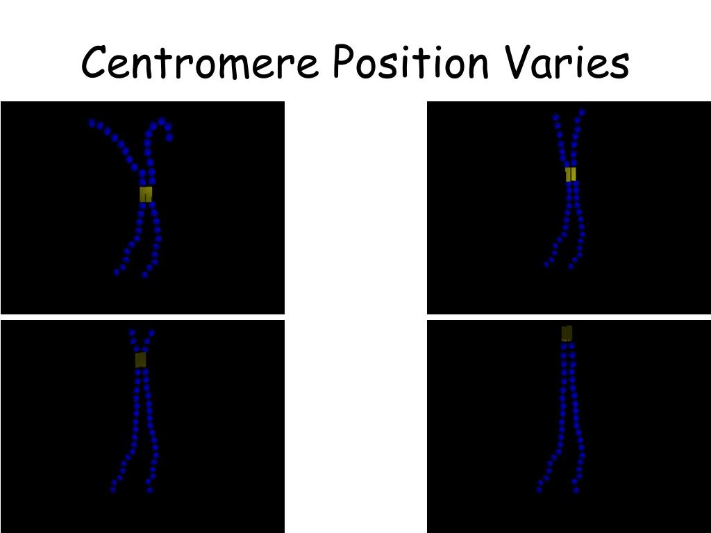PPT - Meiosis PowerPoint Presentation, free download - ID:6520818